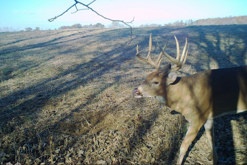 Top 5 Trail Camera Placement Tips to Maximize Deer Captures – Black ...